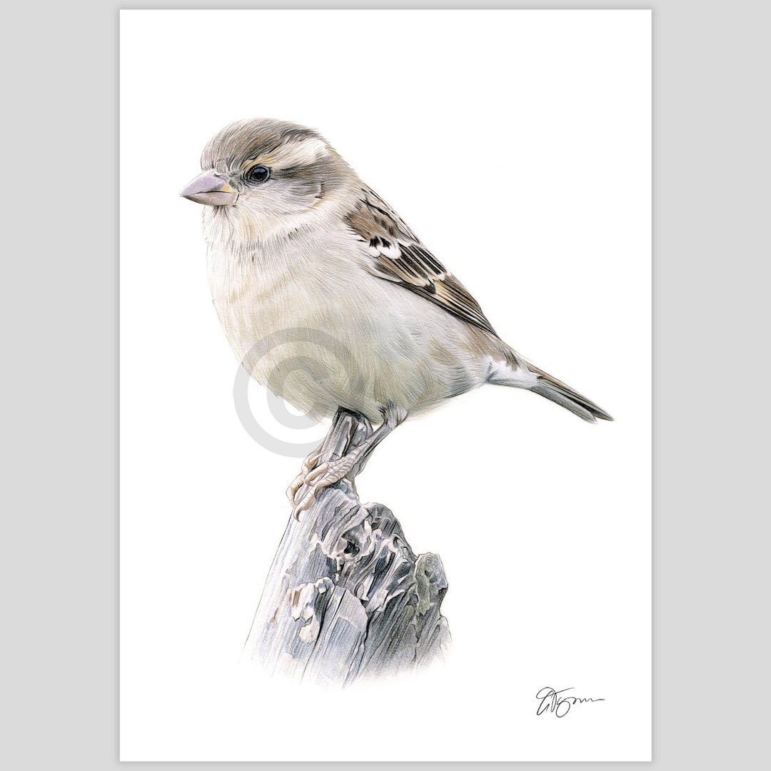 Sparrow Portrait Color Pencil Drawing Print Bird Art Artwork Signed by ...