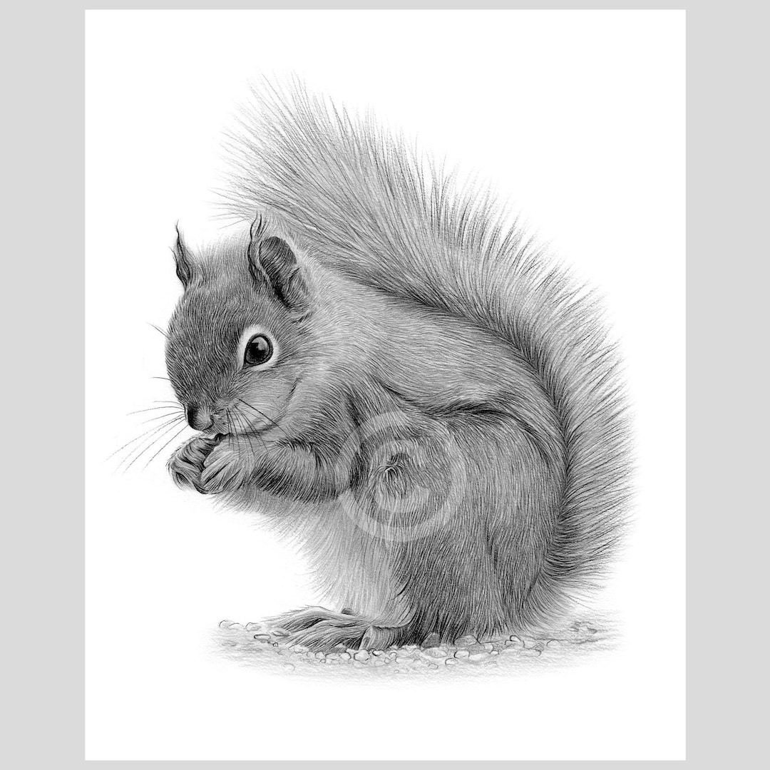 Digital Download - Pencil Drawing of a Grey Squirrel - Artwork by UK ...