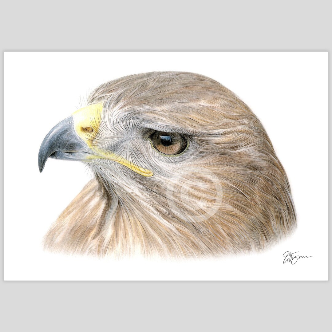 Eagle Color Pencil Drawing Print Bird Illustration Artwork Signed by ...