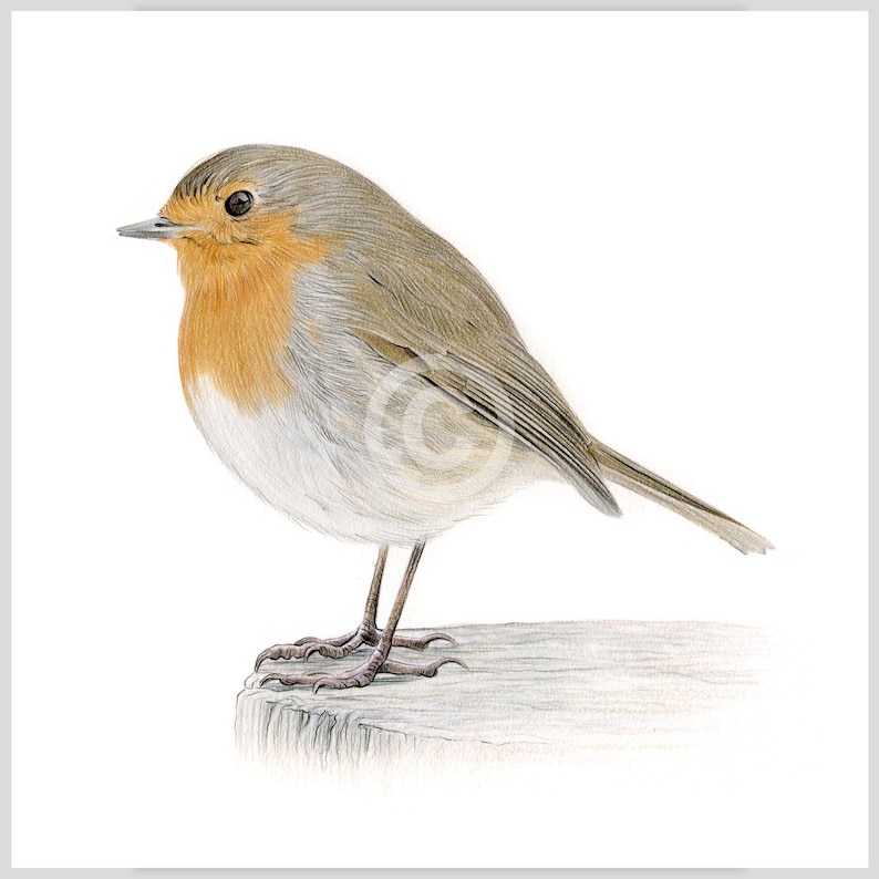 Robin Redbreast Colour Pencil Drawing - Digital Download - Artwork by ...