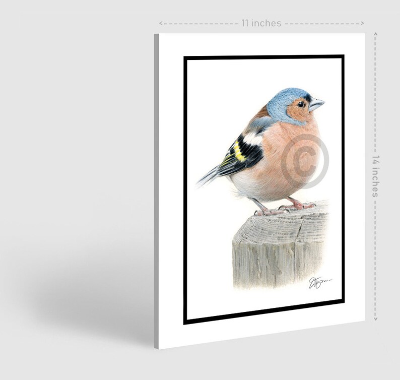 CHAFFINCH Original Color Pencil Drawing Bird Art Portrait - Etsy