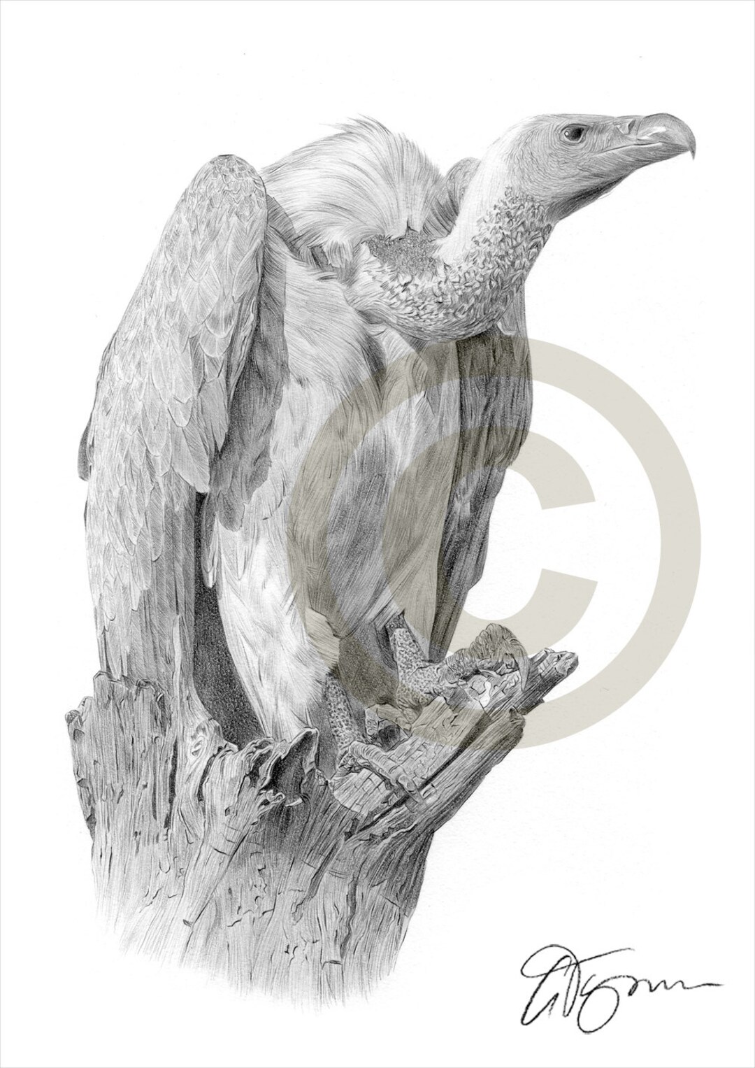 Vulture Bird Art Pencil Drawing Print Artwork Signed by Artist Gary ...