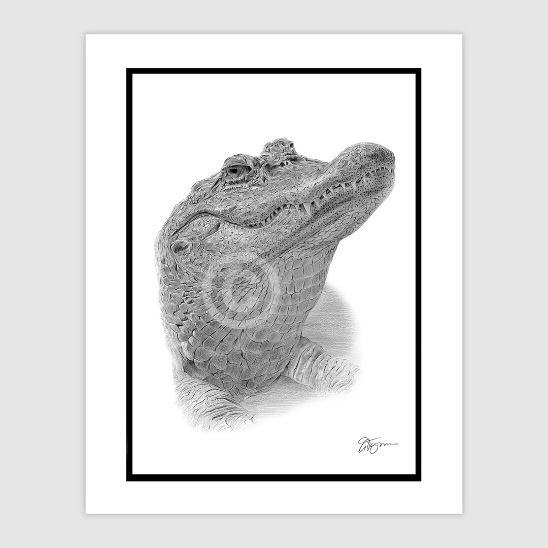 ALLIGATOR Original B&W Pencil Drawing Portrait Size 11.75 X 8.25 Mount ...