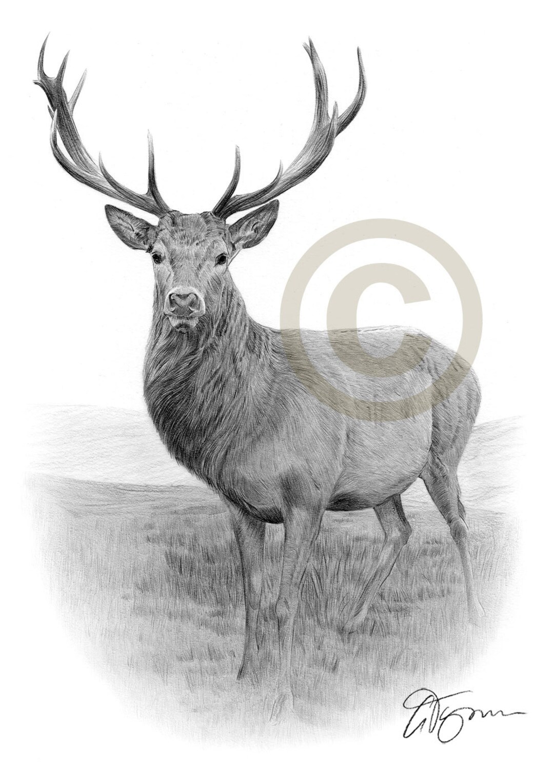 Stag Pencil Drawing Print Wildlife Art Artwork Signed by Artist Gary ...