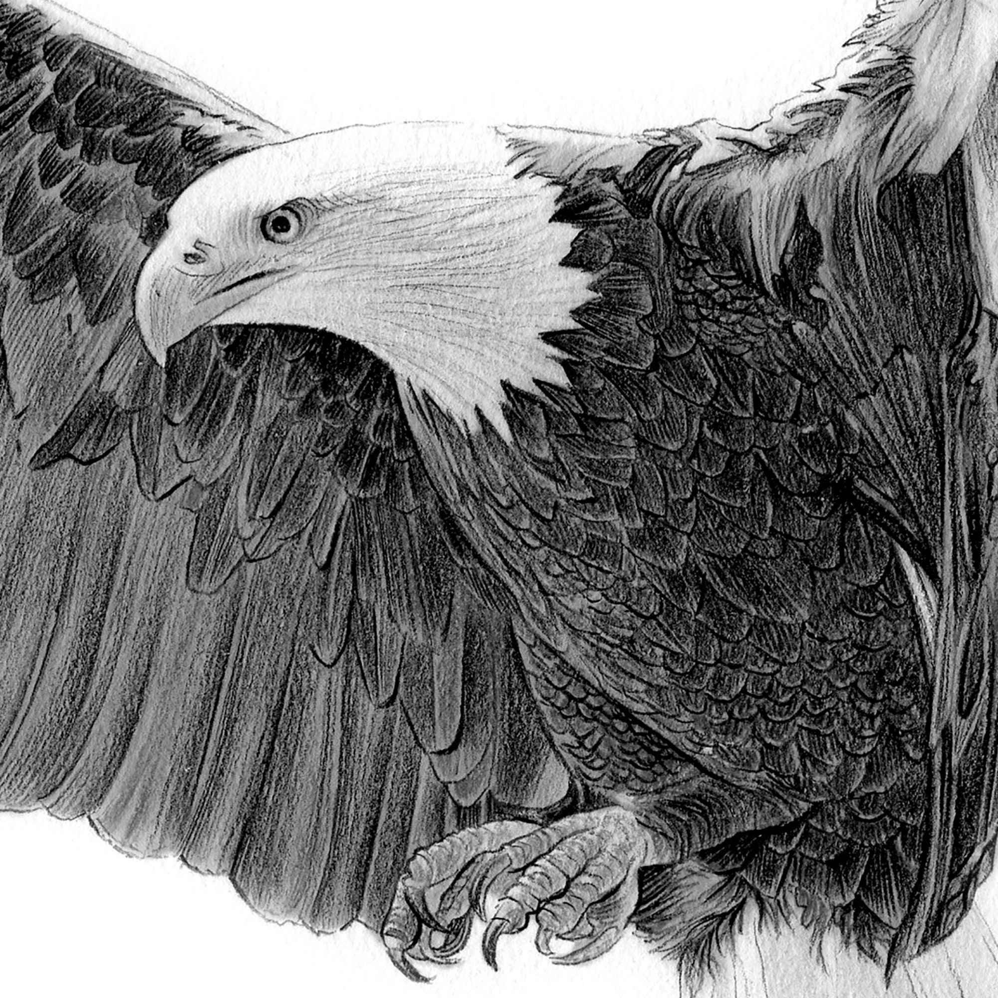 Flying Eagle Pencil Drawing