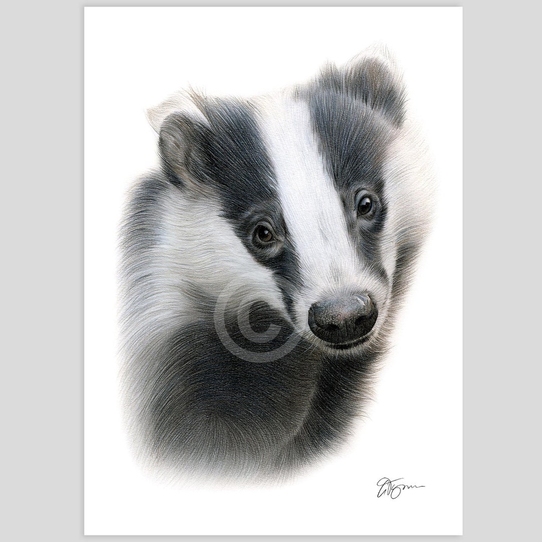 Badger Colour Pencil Drawing Print | Artwork Signed by Artist Gary ...