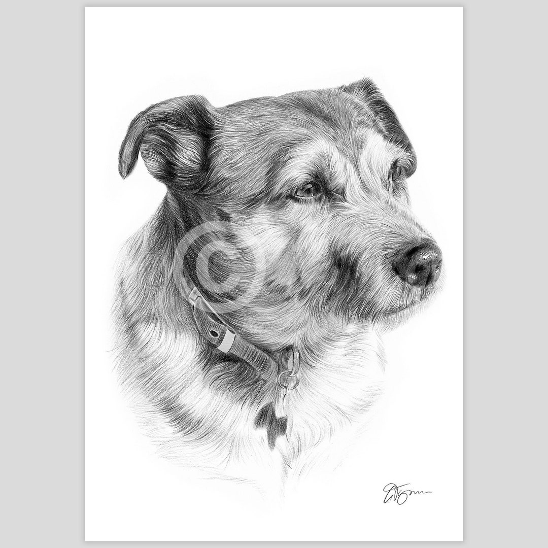 Patterdale Terrier Artwork Pencil Drawing Print - Signed by Artist G ...