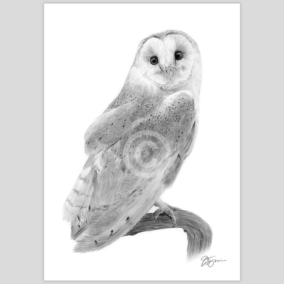 Barn Owl Pencil Drawing Print Artwork Signed by Artist G Tymon 2 Sizes ...