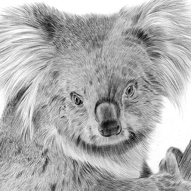 Koala Bear Pencil Drawing – Wildlife Portrait, Animal Art (digital ...