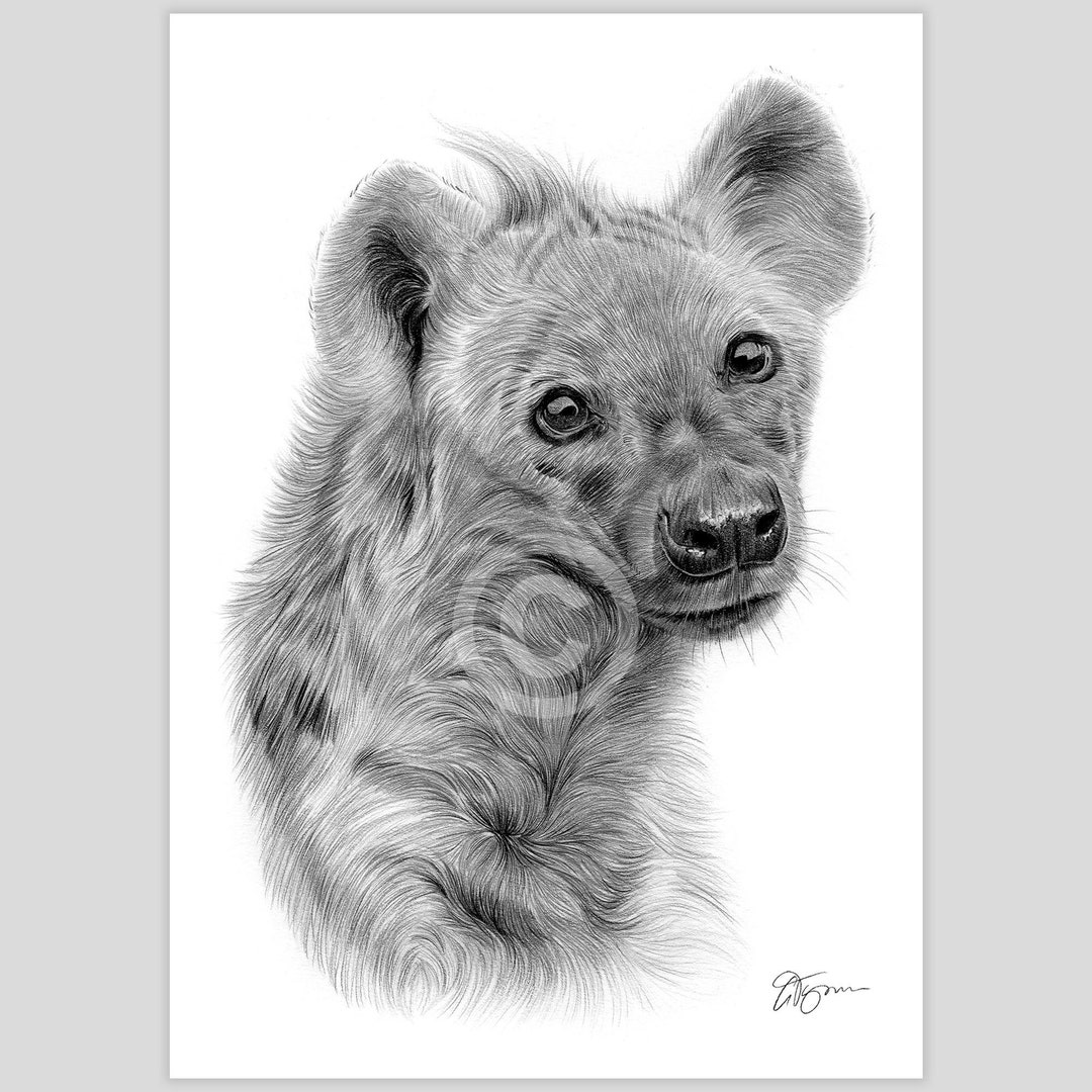 Spotted Hyena Pencil Drawing Print | Wildlife Portrait | Artwork Signed ...