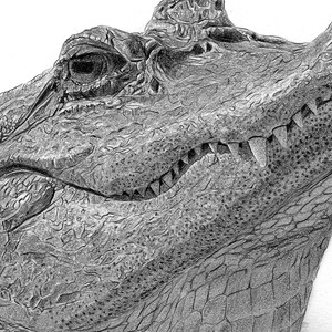 Alligator Pencil Drawing Artwork Print | Signed by Artist G Tymon | 2 ...