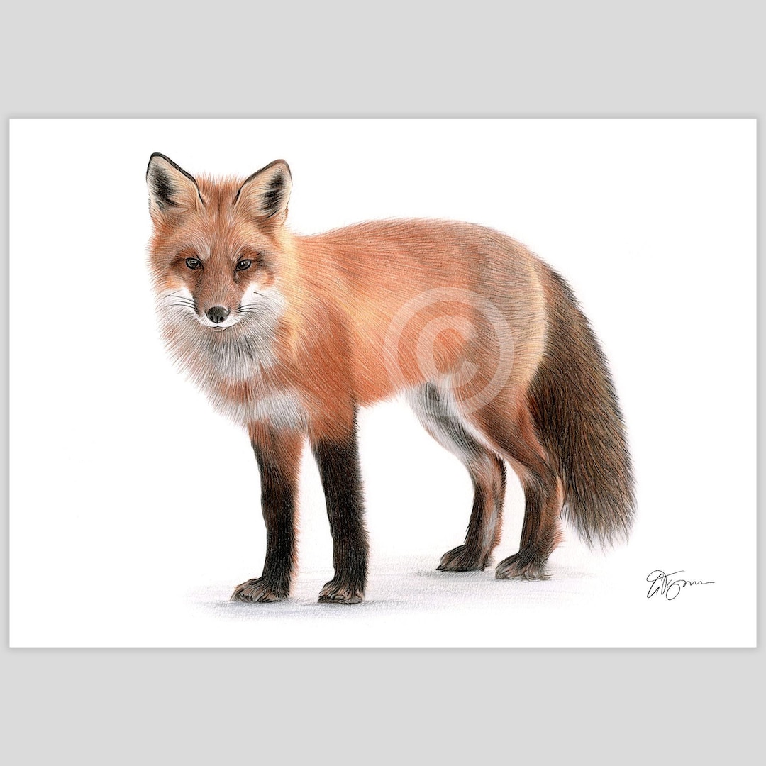 Red Fox Color Pencil Drawing Print | Artwork Signed by Artist G Tymon ...