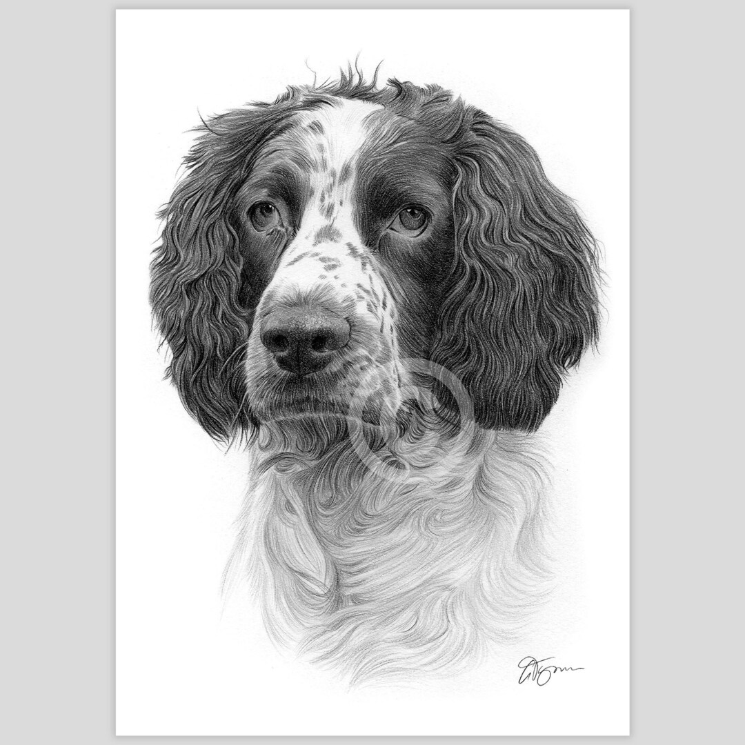 Springer Spaniel Dog Pencil Drawing Print Artwork Signed by Artist Gary ...