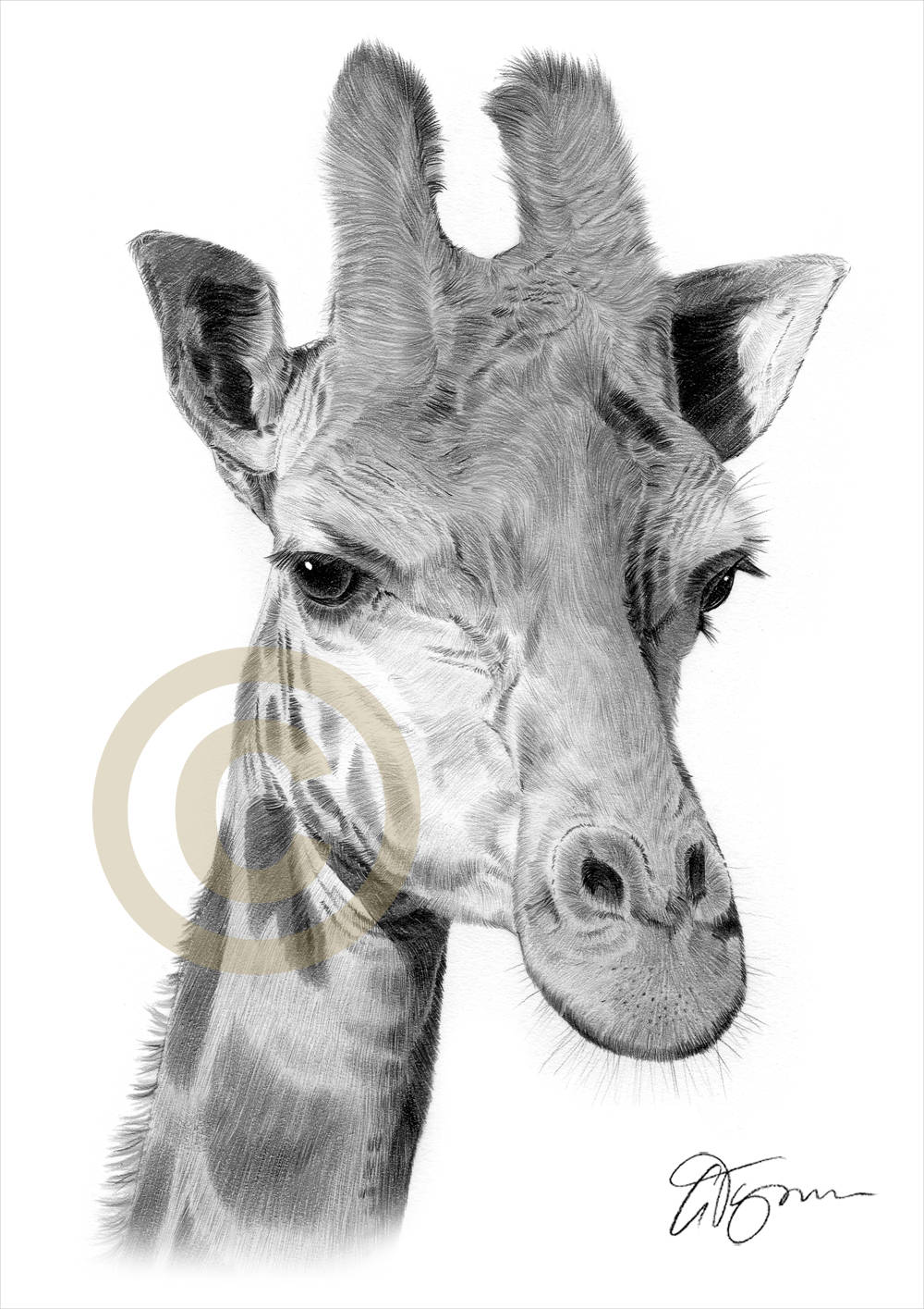 GIRAFFE Artwork Pencil Drawing Print Wildlife Art - Etsy