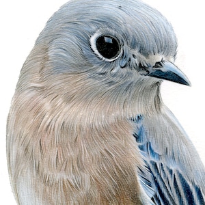 Bluebird Color Pencil Drawing Print - Bird Art - Artwork Signed by ...