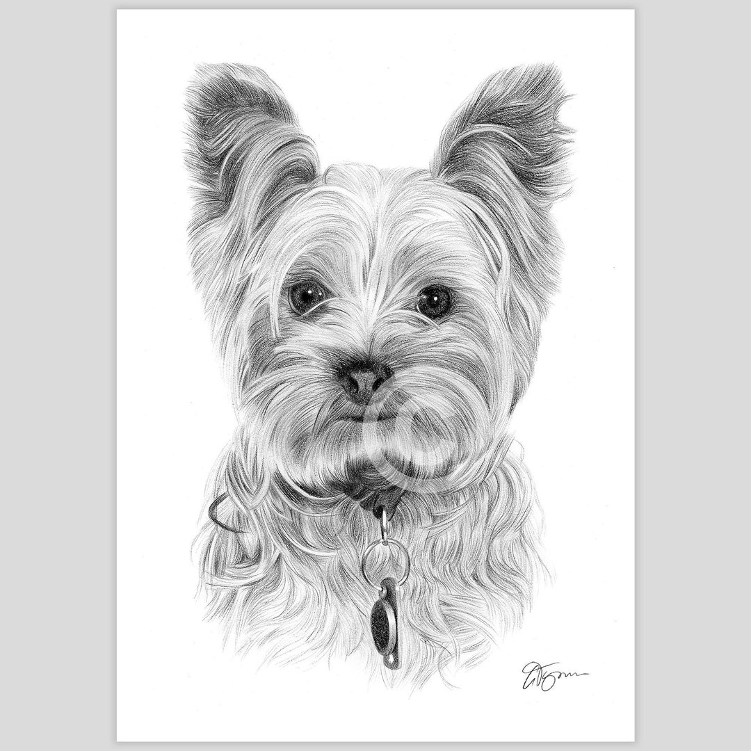 Yorkshire Terrier | Pencil Drawing Print | Artwork Signed by Artist G ...