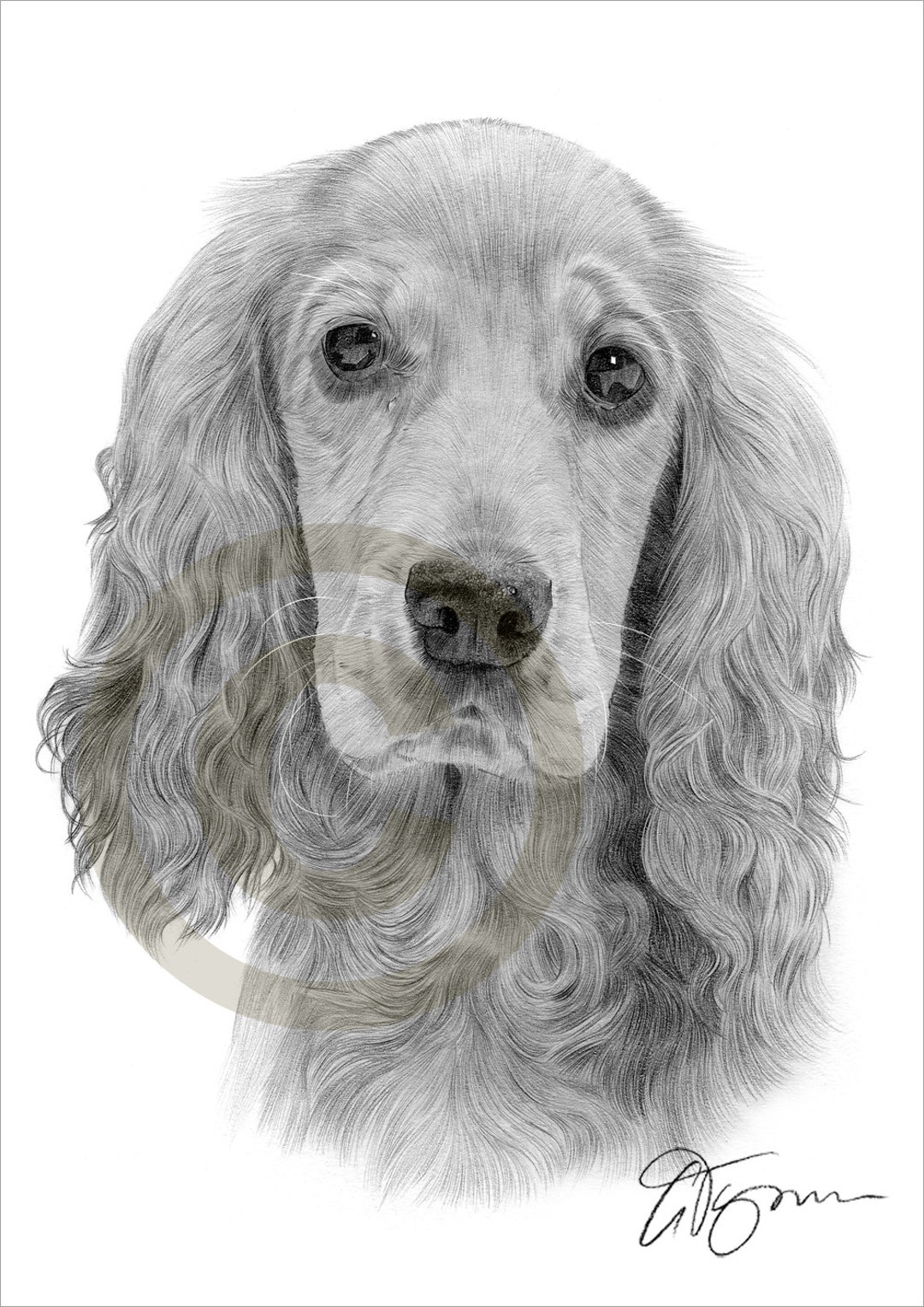 Dog Cocker Spaniel Pencil Drawing Print A4 Size Artwork Signed by ...