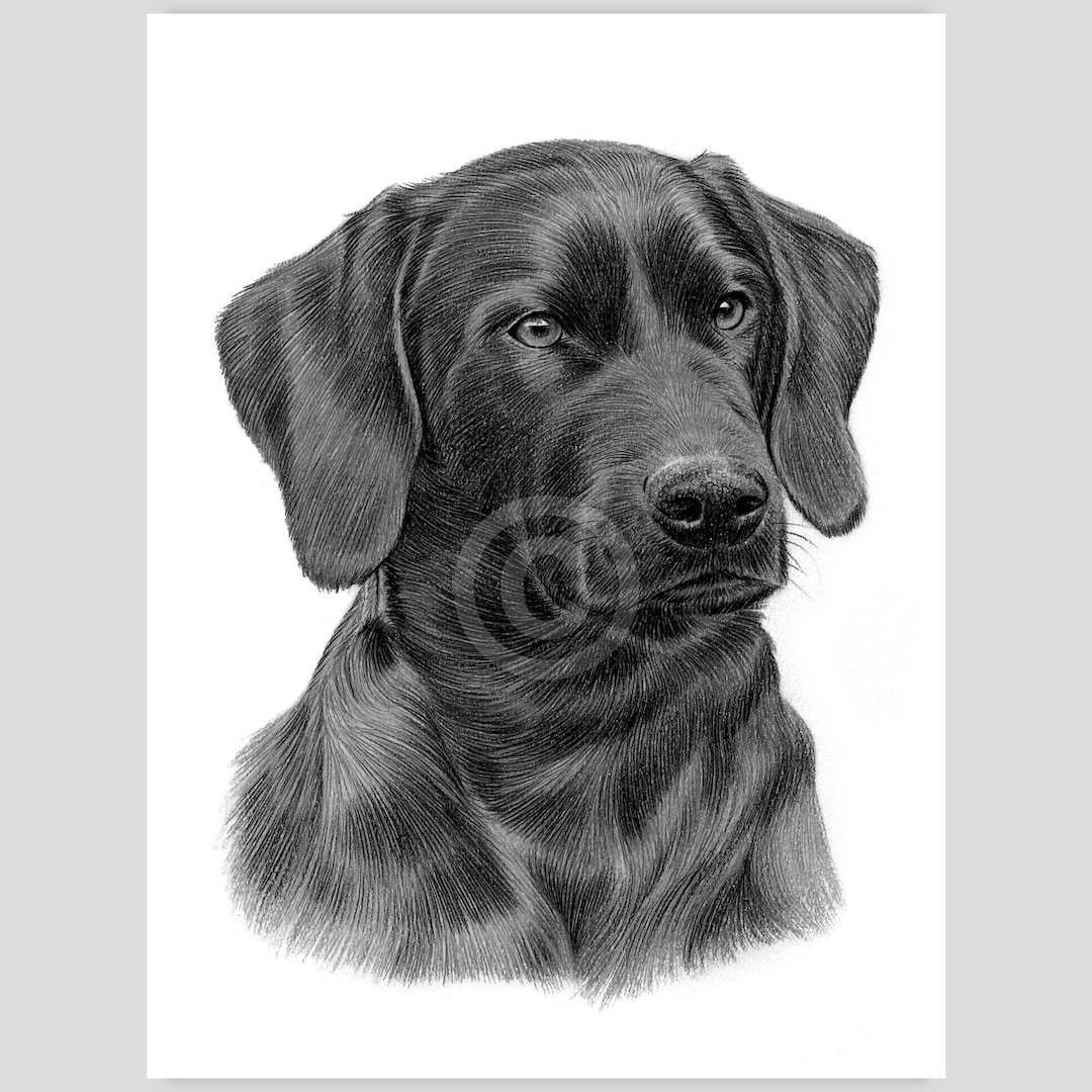 Pencil Drawing of a Black Labrador Retriever - Digital Download ...