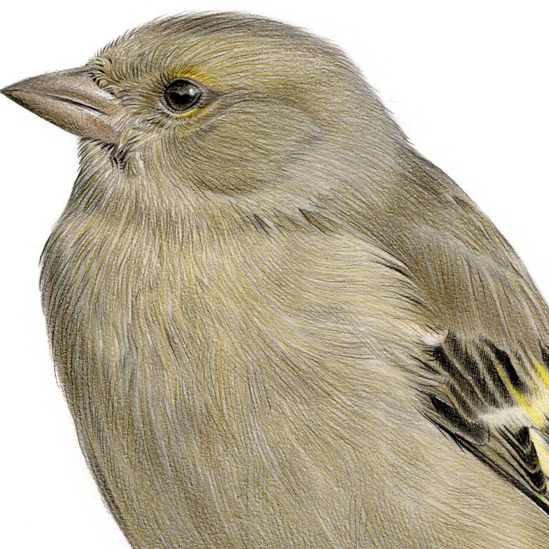 Chaffinch Artwork Signed by Artist Gary Tymon | Colour Pencil Drawing ...