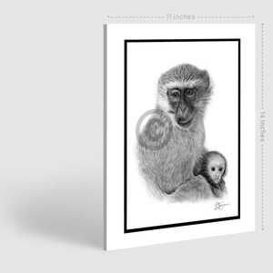 VERVET MONKEY - Original B&W Pencil Drawing - Portrait Size 11.75" X 8. ...