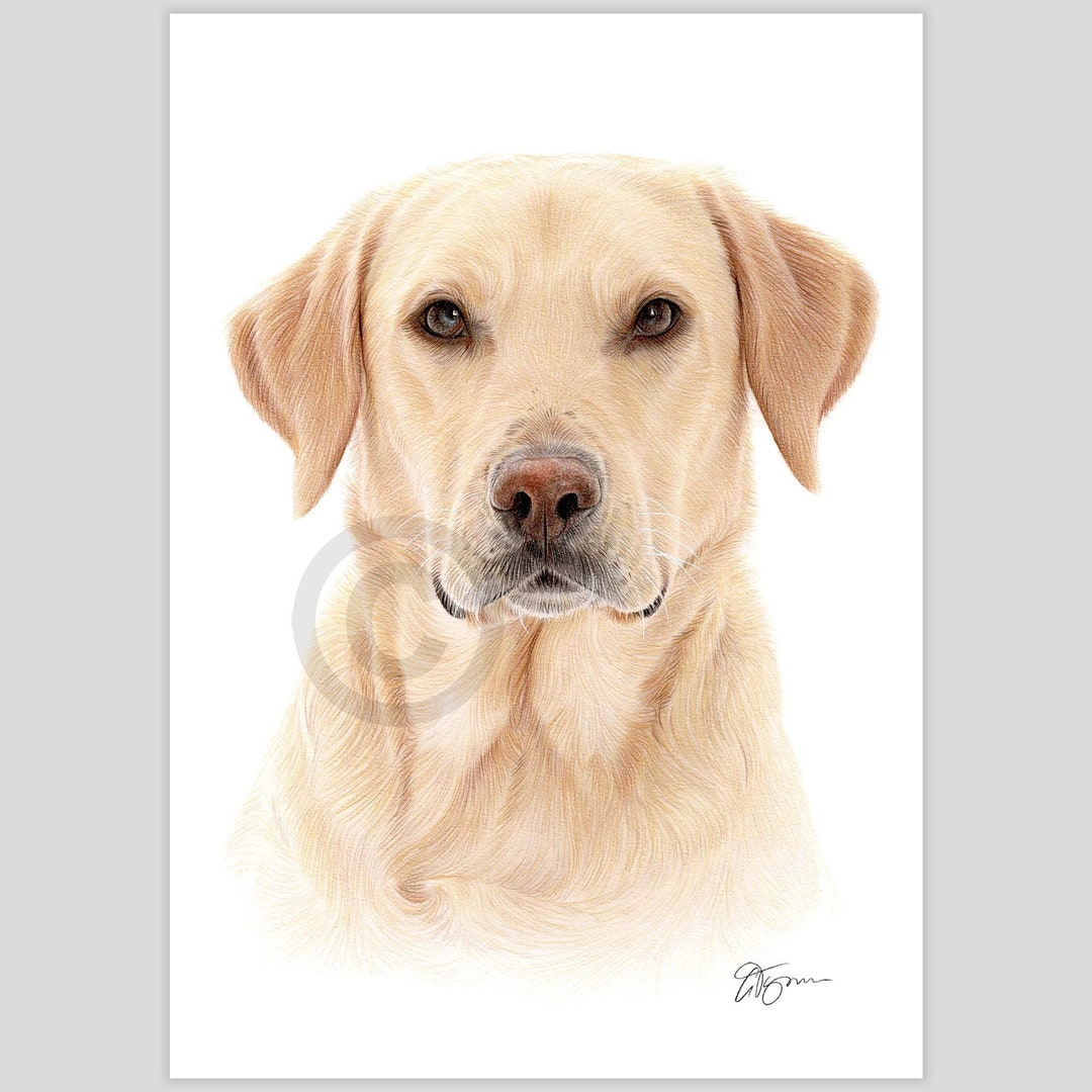 Labrador Retriever Color Pencil Drawing Print - Artwork Signed by ...