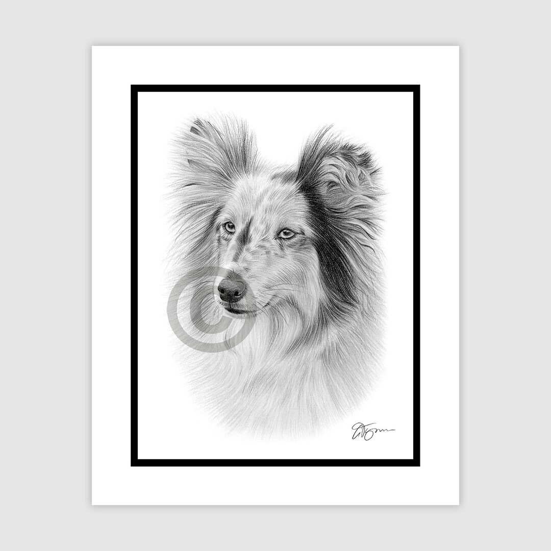 BLUE MERLE COLLIE - Original B&W Pencil Drawing - Portrait Size 8" X 6 ...