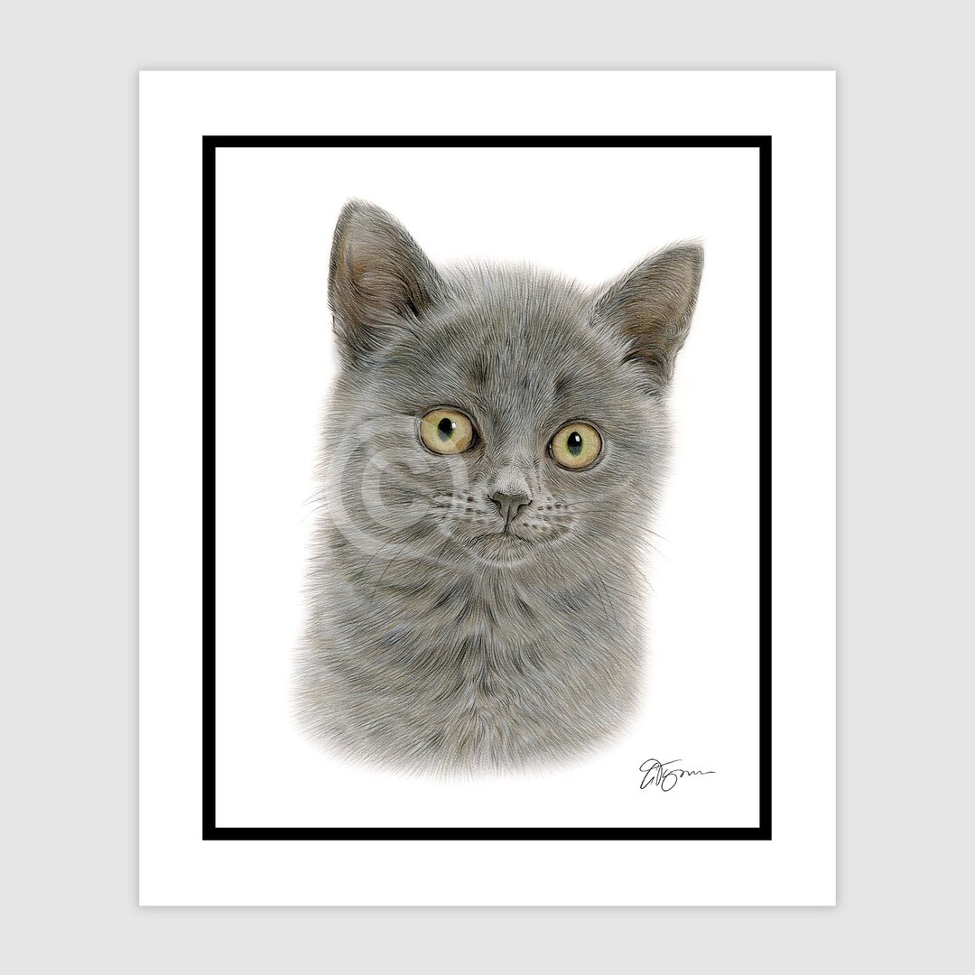 Young Cat Portrait Original Colour Pencil Drawing Portrait Size 10 X 8 ...