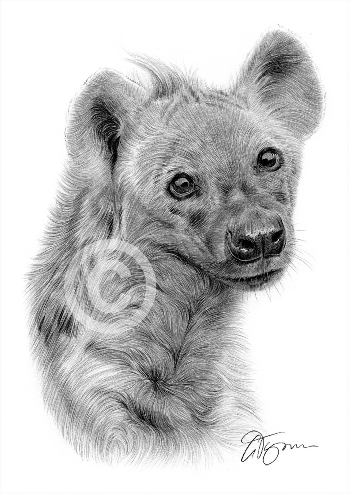 Spotted Hyena Pencil Drawing Print Wildlife Art Artwork - Etsy