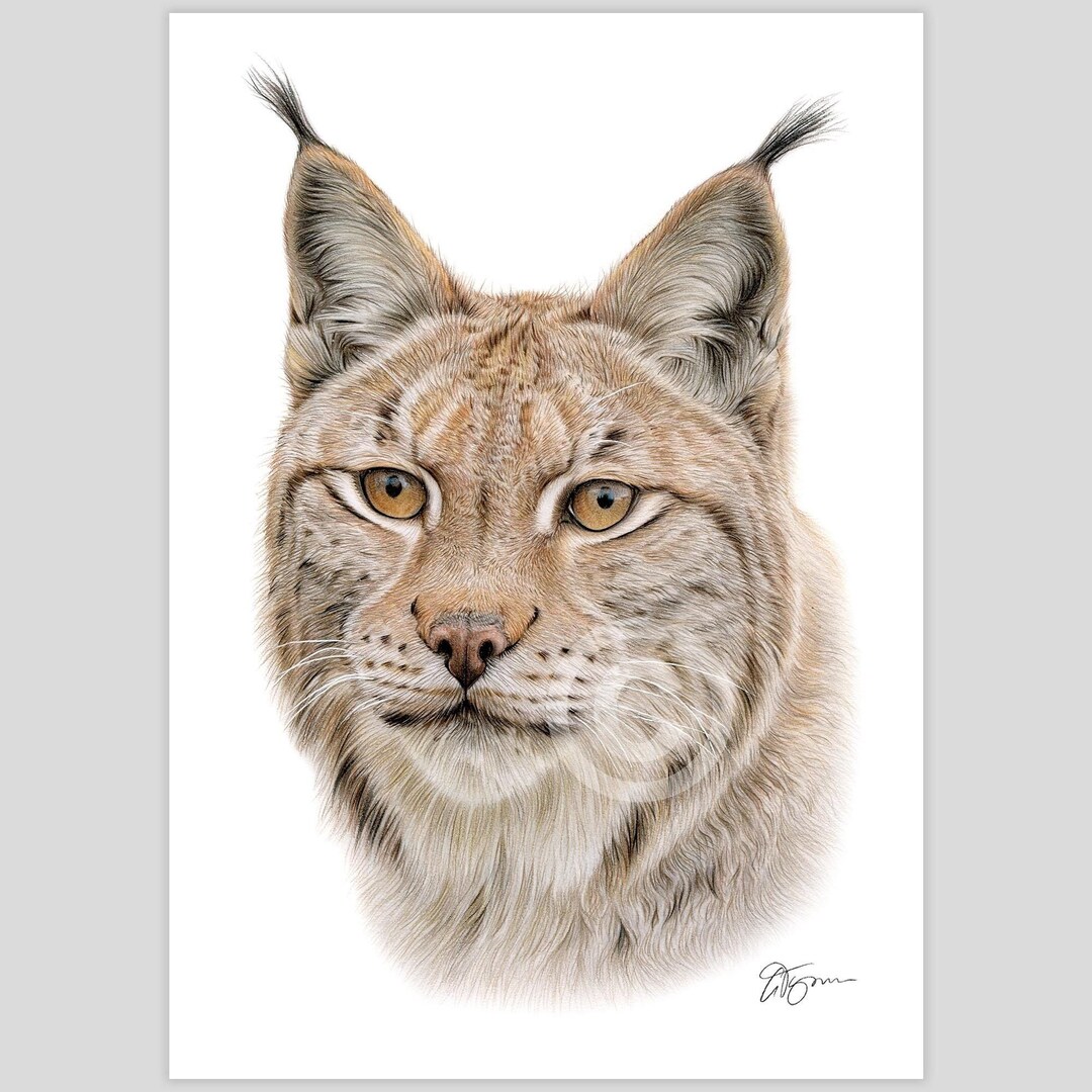 Lynx Color Pencil Drawing Artwork Print | Wildlife Portrait | Signed by ...