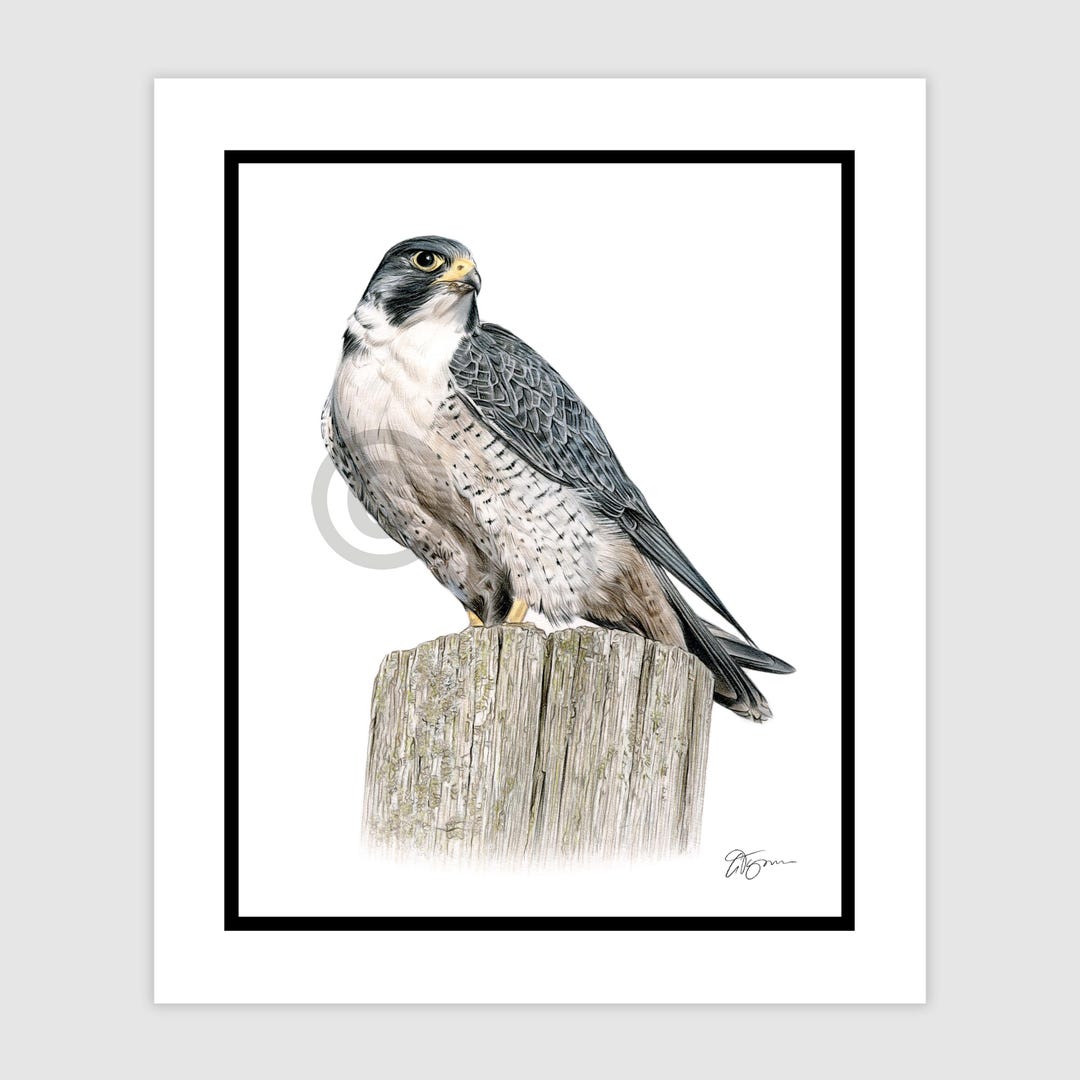 Peregrine Falcon | Original Color Pencil Drawing | Portrait Size 10" X ...