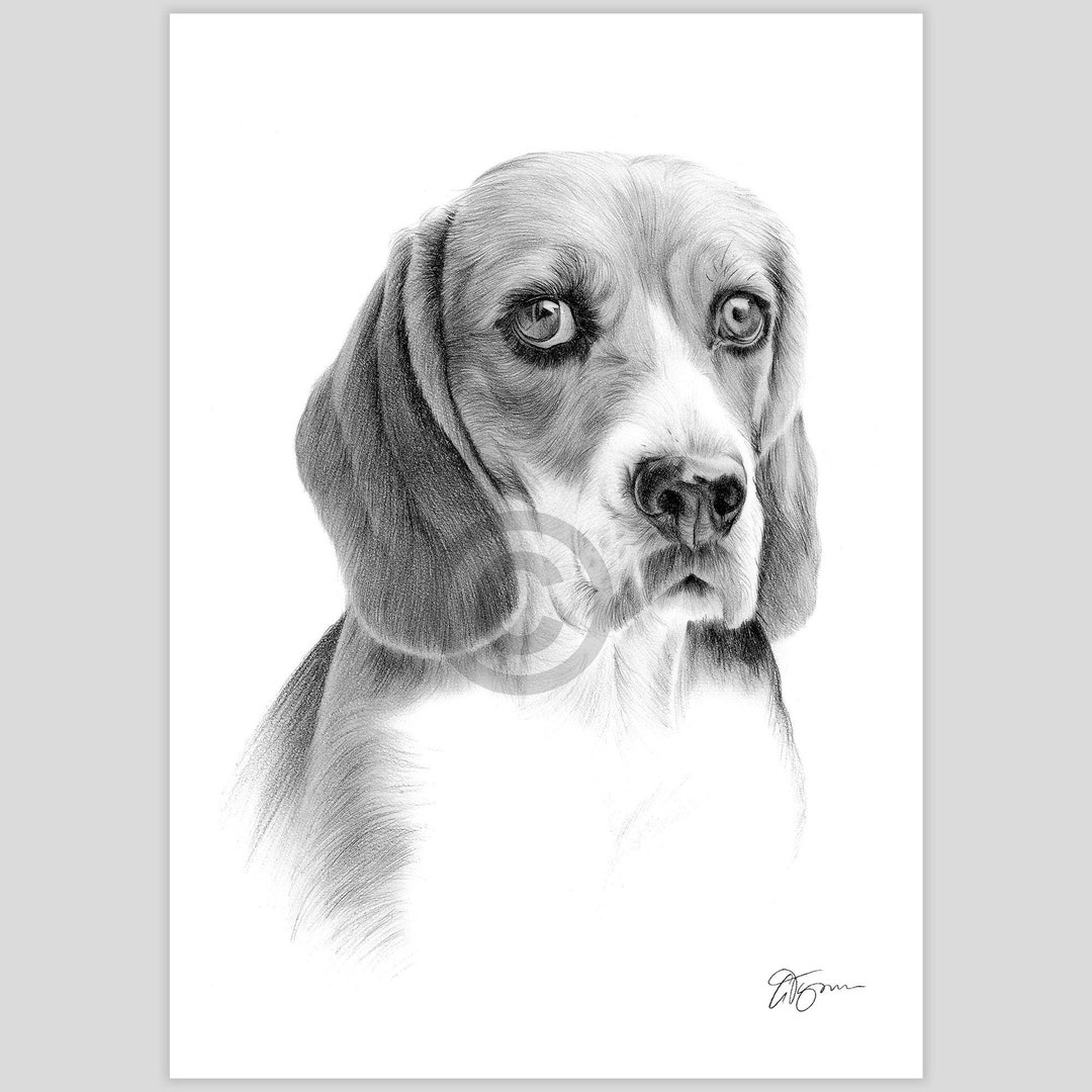 Beagle Dog Pencil Drawing Print | Artwork Signed by Artist G Tymon | 2 ...