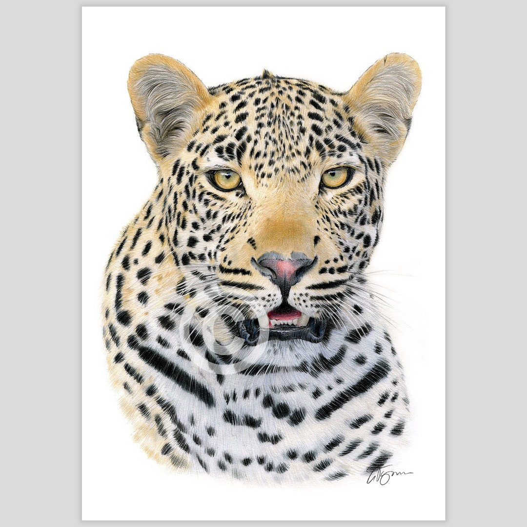 African Leopard - Color Pencil Drawing Print - Big Cat Portrait ...