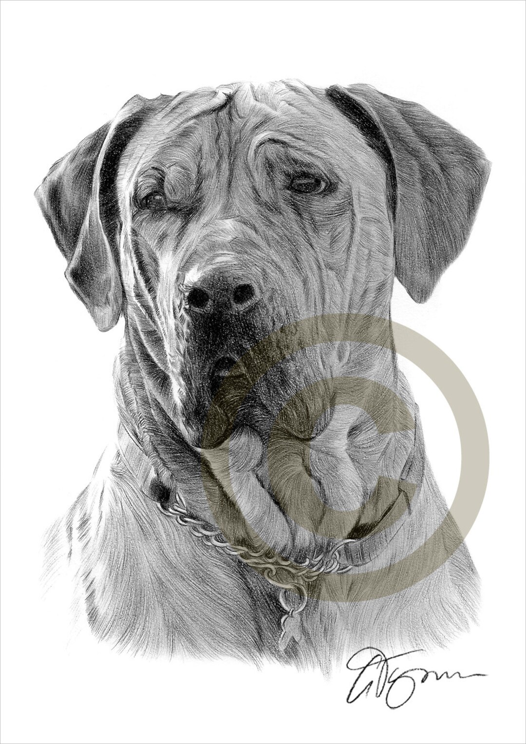 Rhodesian Ridgeback Pencil Drawing Print Artwork Signed by Artist Gary ...