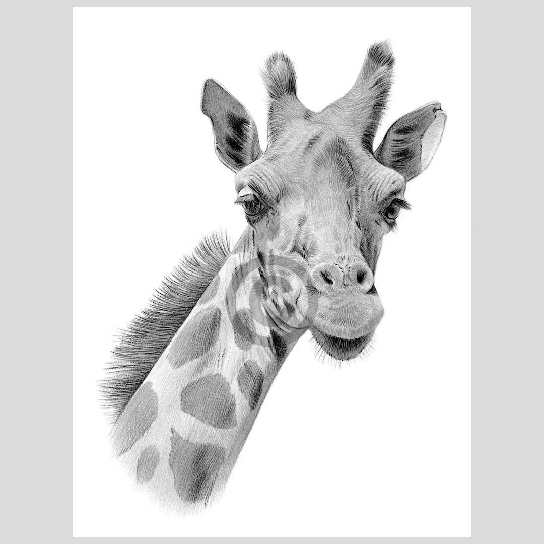 Digital Download | Pencil Drawing of an African Giraffe | Artwork by UK ...