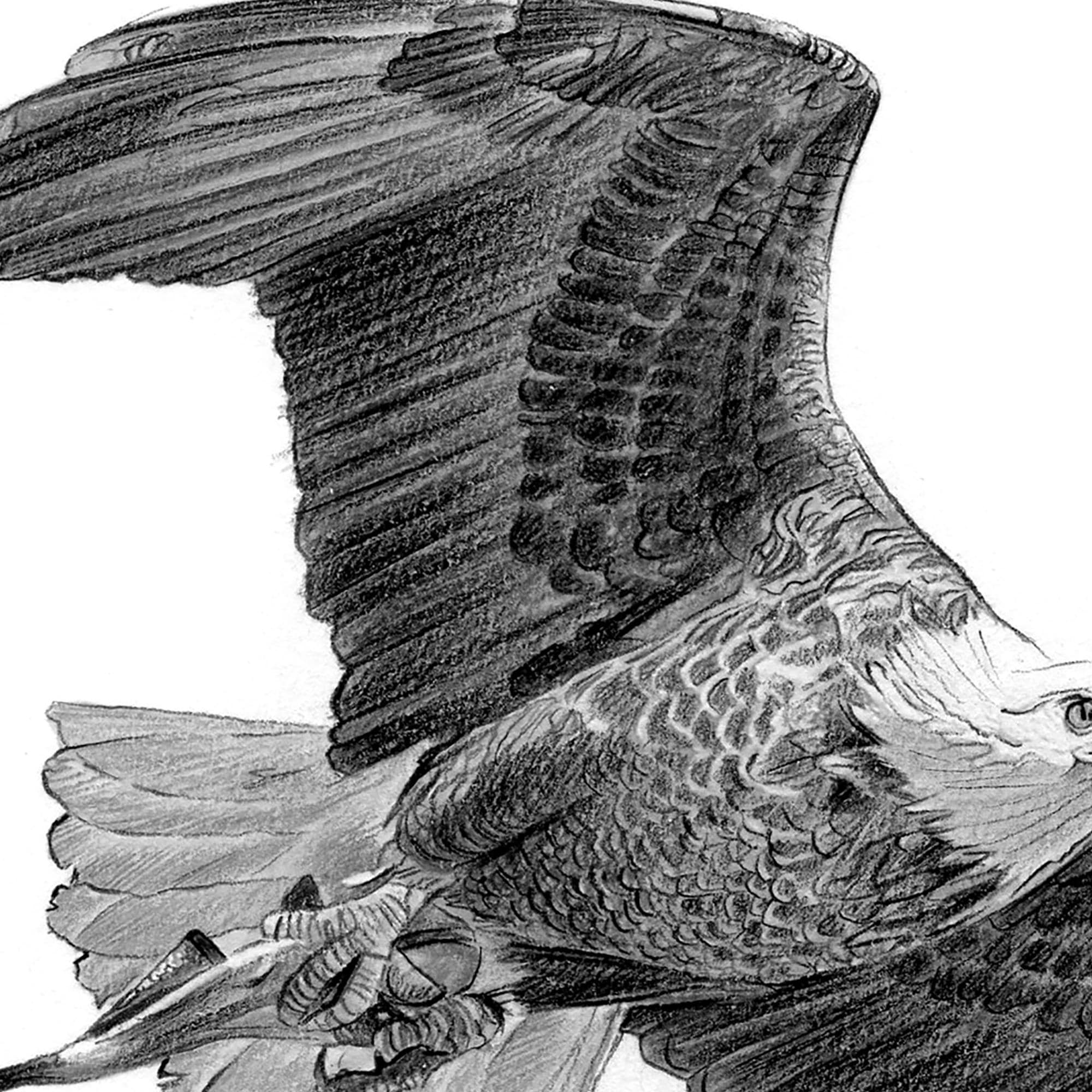 Flying Eagle Pencil Drawing