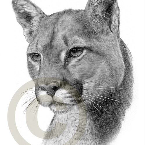 Puma Pencil Drawing