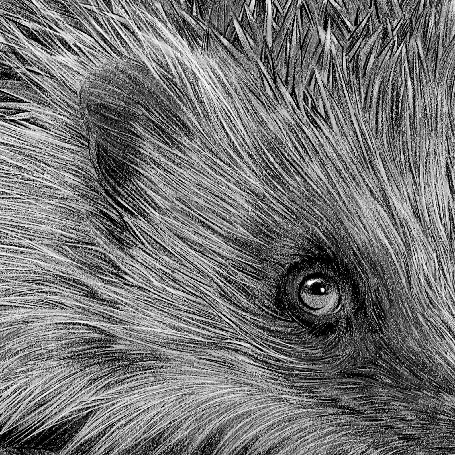 Hedgehog Pencil Drawing Print | Artwork Signed by Artist Gary Tymon ...