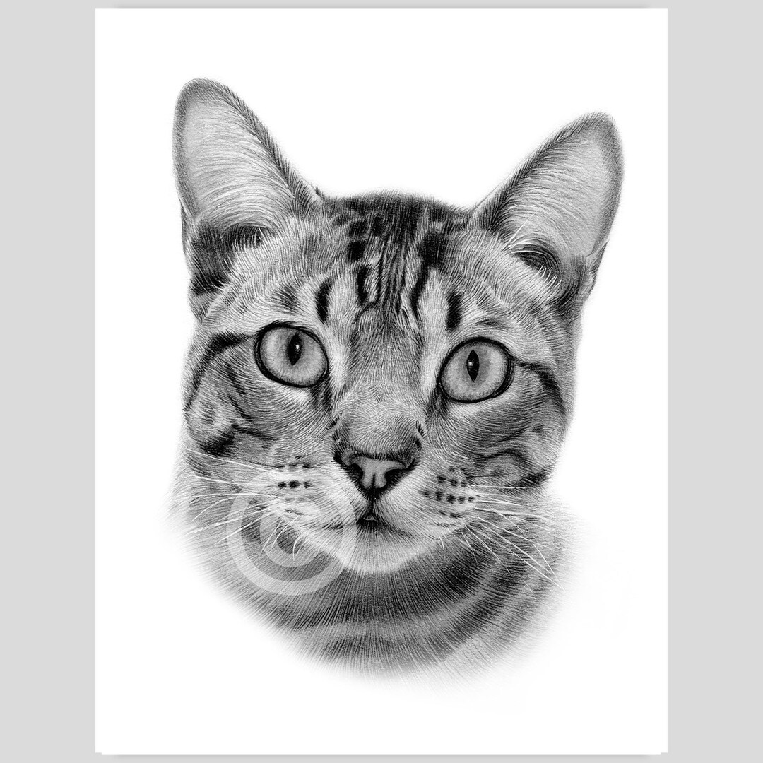 Domestic Cat Pencil Drawing - Digital Download - Artwork by UK Artist ...