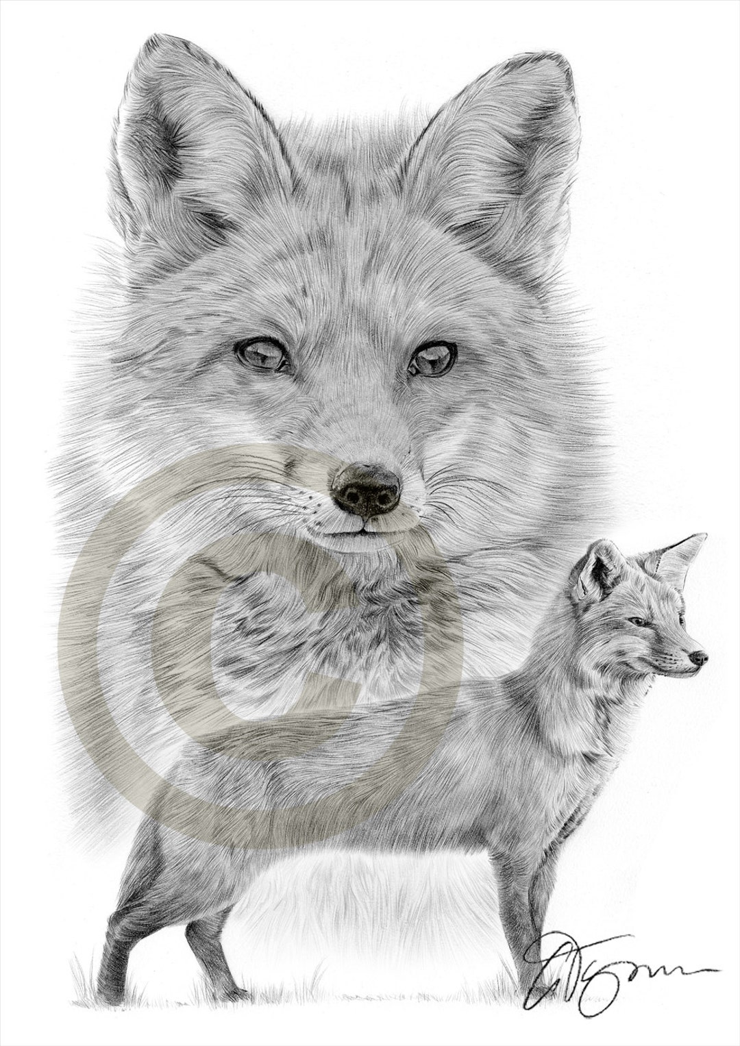 Red Fox Pencil Drawing