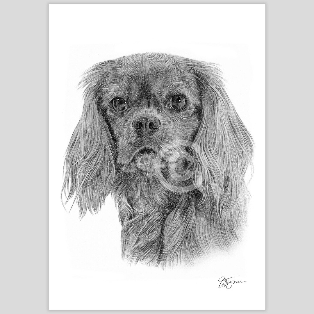 King Charles Spaniel | Pencil Drawing Artwork Print | A4 Size | Signed ...