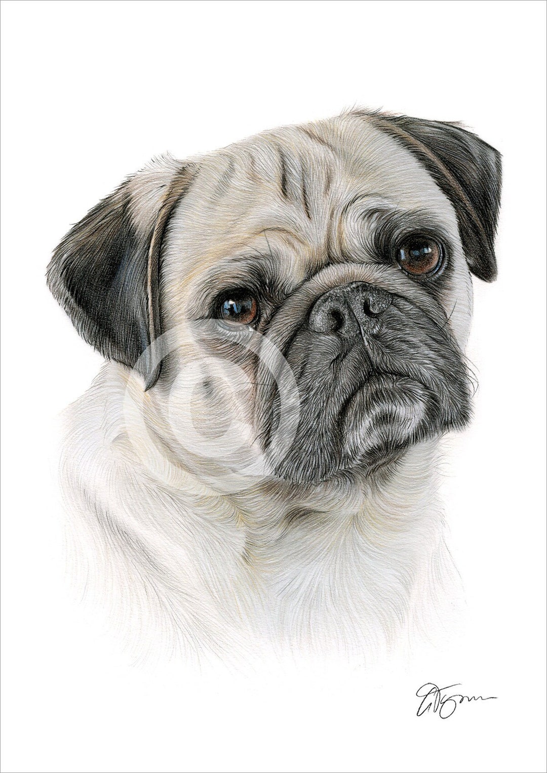 PUG Color Pencil Drawing Print Dog Art Artwork Signed by Artist Gary ... PUG Color Pencil Drawing Print Dog Art Artwork Signed by Artist Gary ...