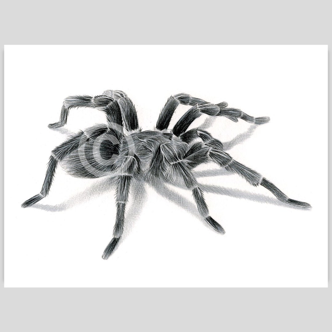 Digital Download - Pencil Drawing of a Tarantula - Artwork by UK Artist ...