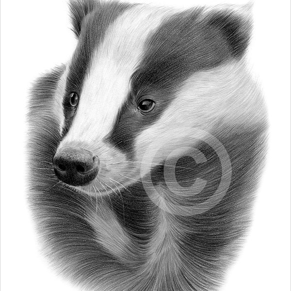 Badger Print - Etsy UK