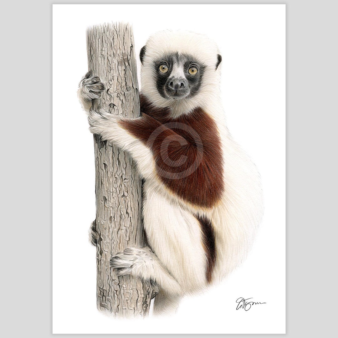 Sifaka Color Pencil Drawing Print | Wildlife Art | Artwork Signed by ...