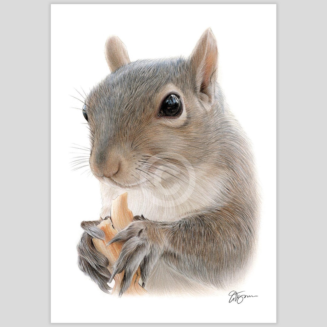 Squirrel Color Pencil Drawing Print | Artwork Signed by Artist Gary ...