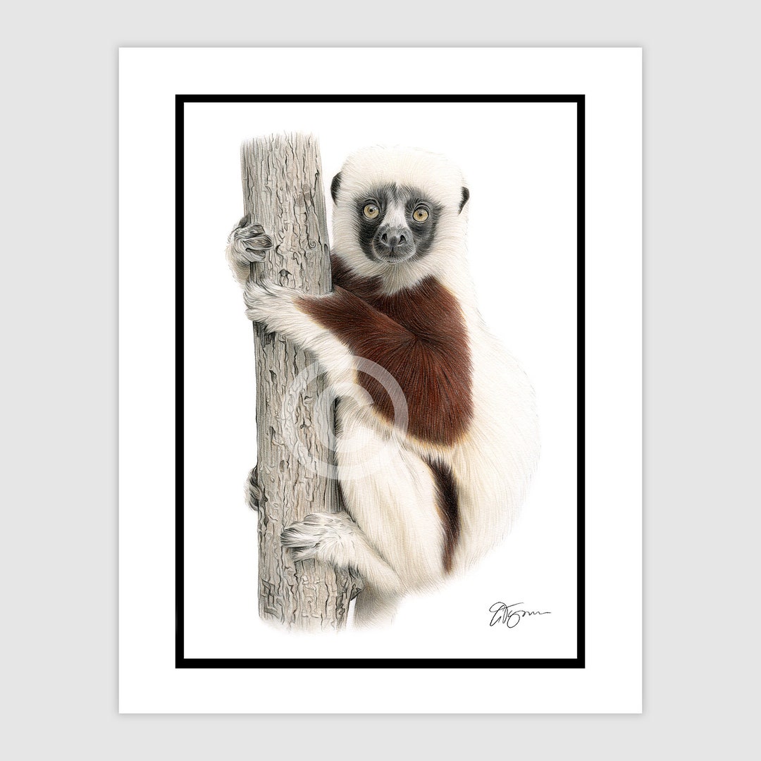 SIFAKA Original Color Pencil Drawing Wildlife Art Portrait - Etsy