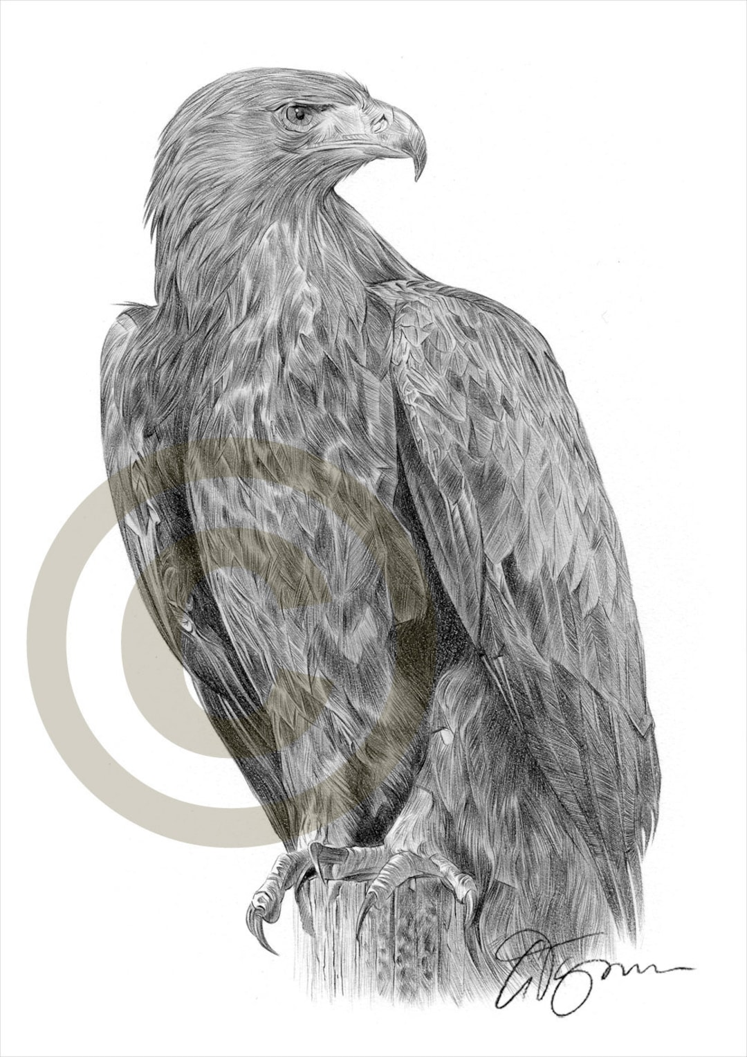 Golden Eagle Drawing