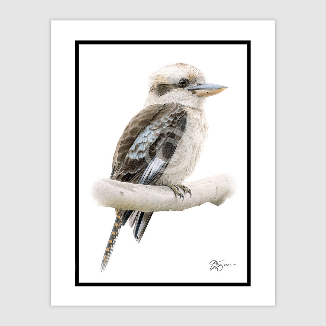 KOOKABURRA Original Color Pencil Drawing - Bird Art - Portrait Size 11. ...