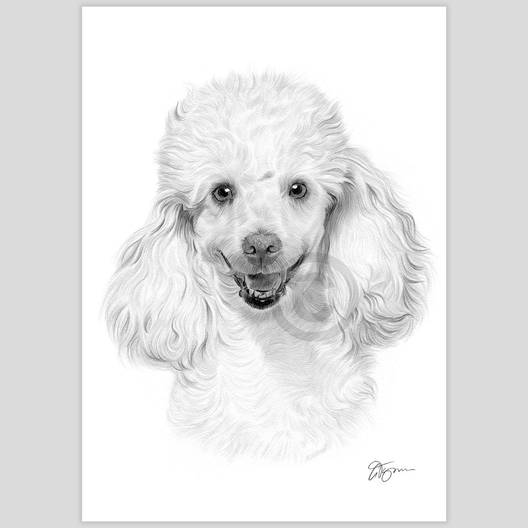 Poodle Pencil Drawing Print | Artwork Signed by Artist G Tymon | 2 ...