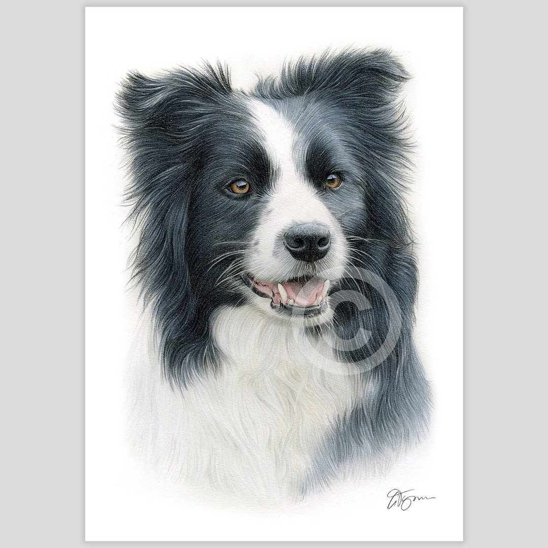 Border Collie Dog Color Pencil Drawing Print - Artwork Signed by Artist ...